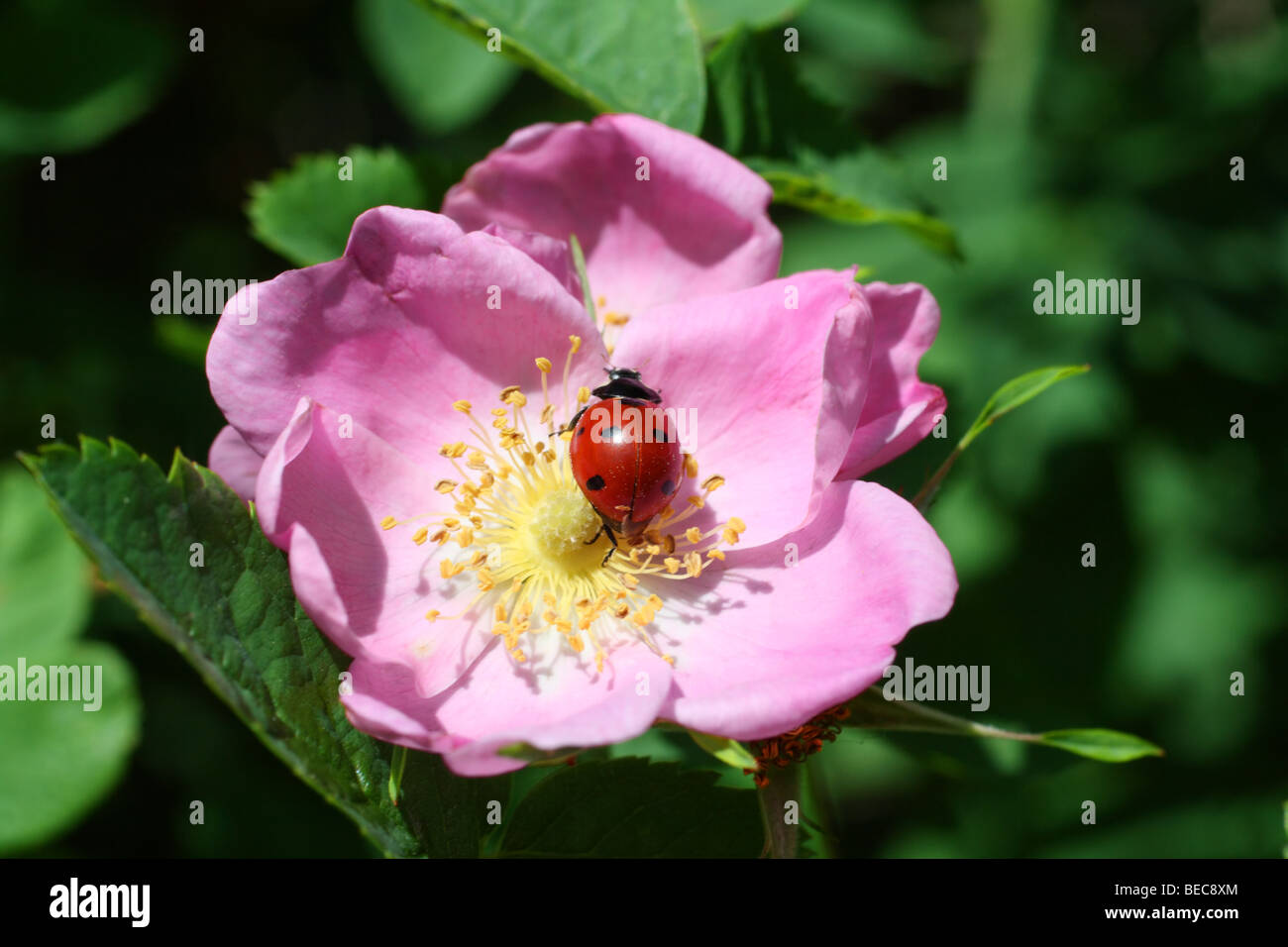 Ladybird on purple flower hi-res stock photography and images - Alamy