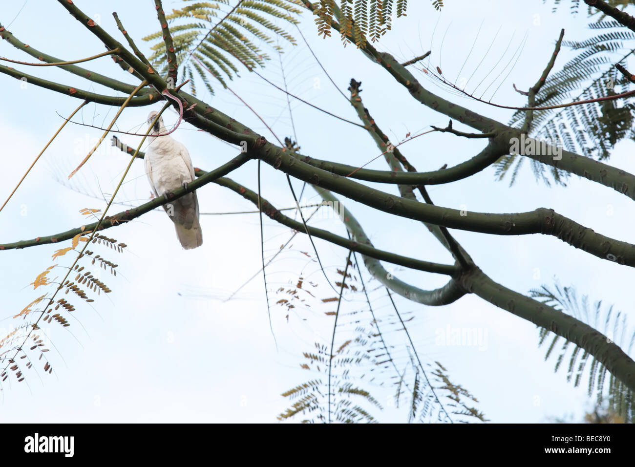 Cockatoo on a tree branch Stock Photo - Alamy