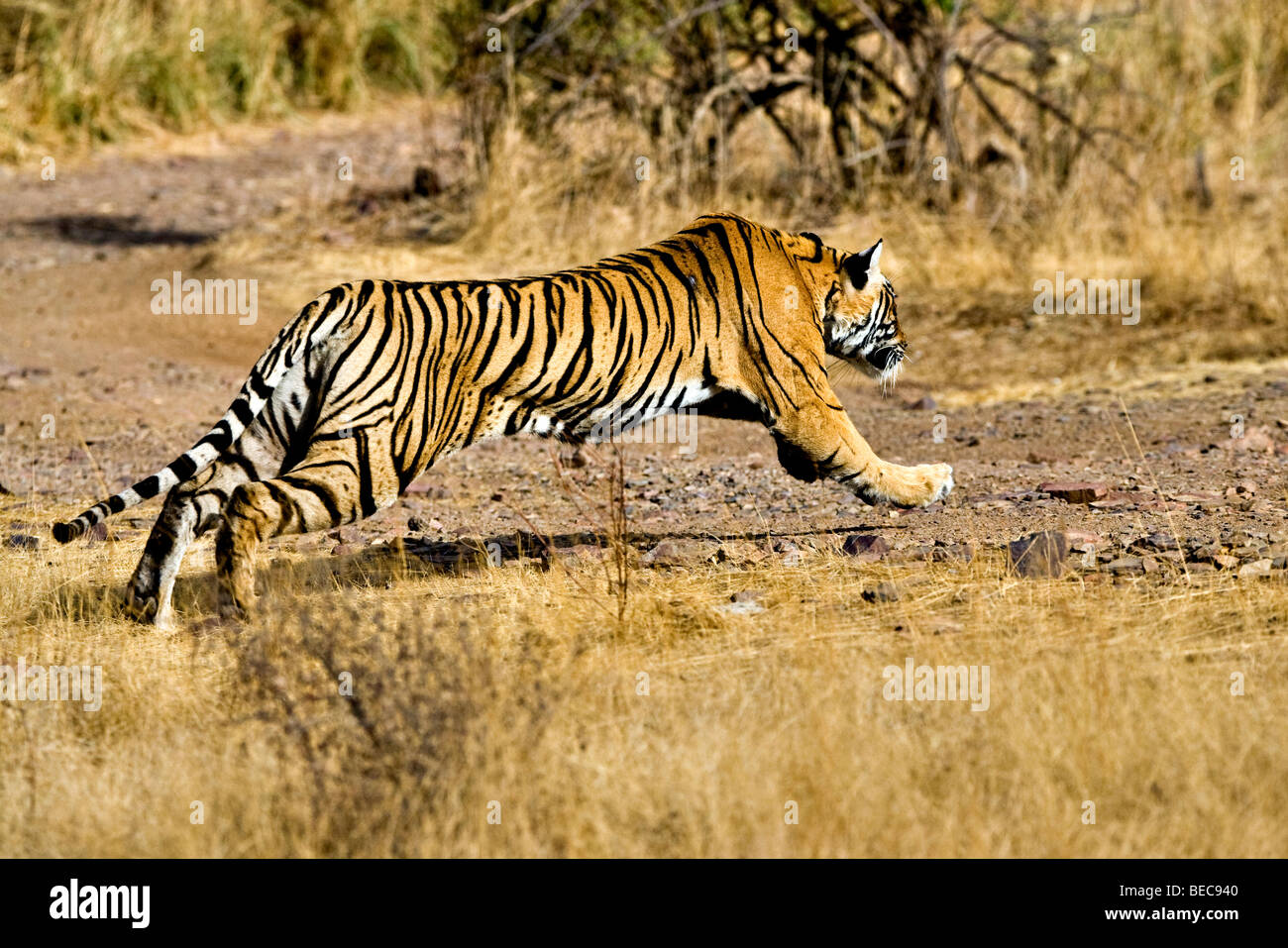 Tiger attack man hi-res stock photography and images - Alamy