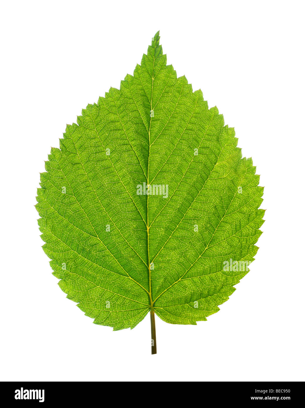 White Birch Tree Leaves