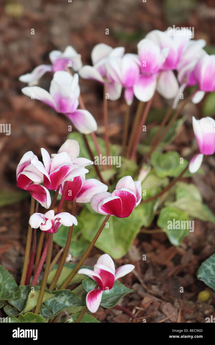 Portrait orientation of flower photos hi-res stock photography and ...