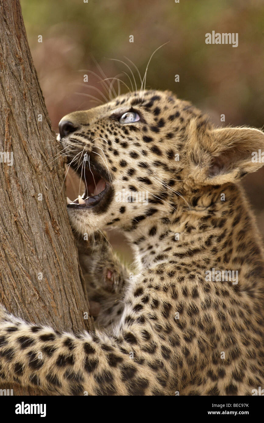 Indian leopard cub hi-res stock photography and images - Alamy