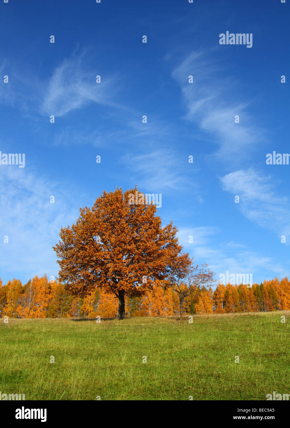 vertical autumn landscape with yellow tree Stock Photo - Alamy