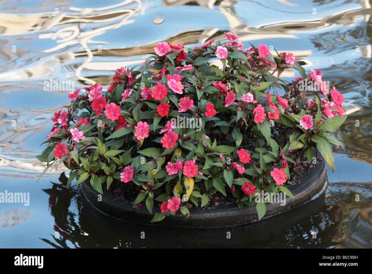 Floating Flower on Water Stock Photo - Alamy