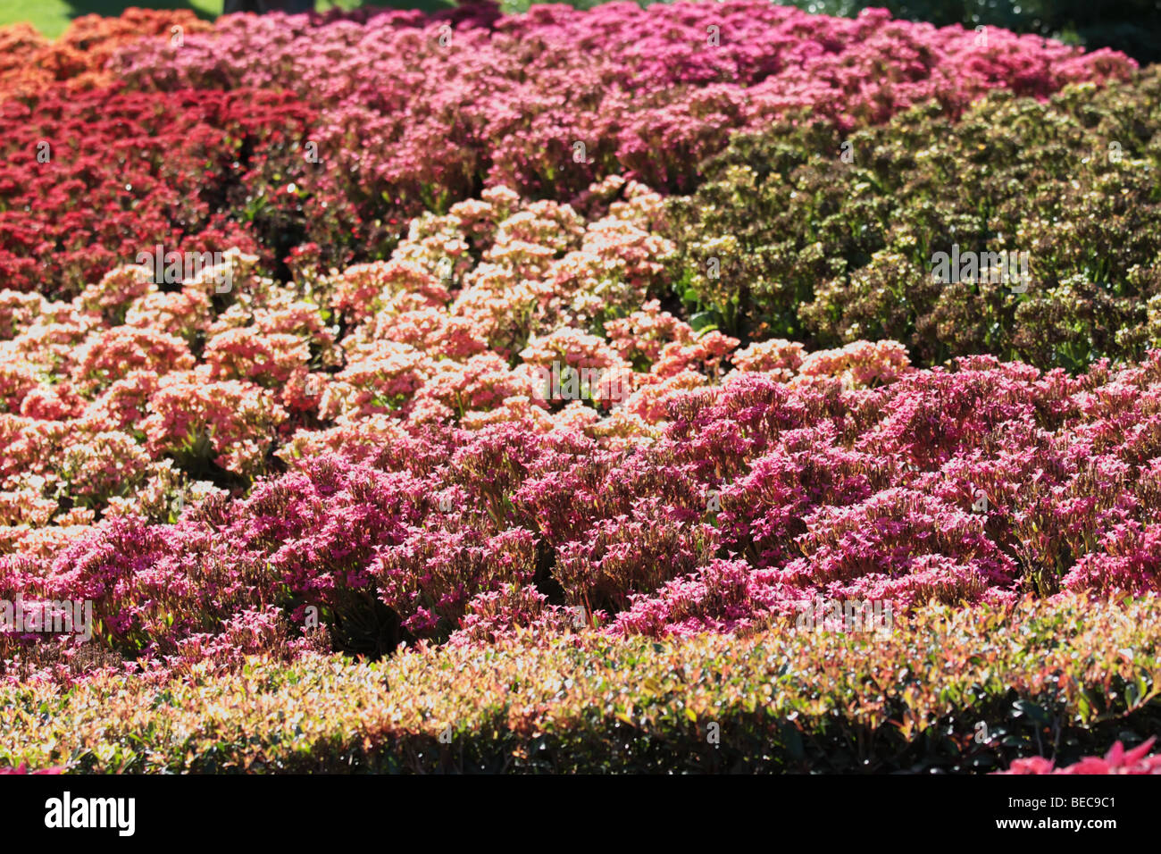 Colourful Rows of Flowers Stock Photo - Alamy