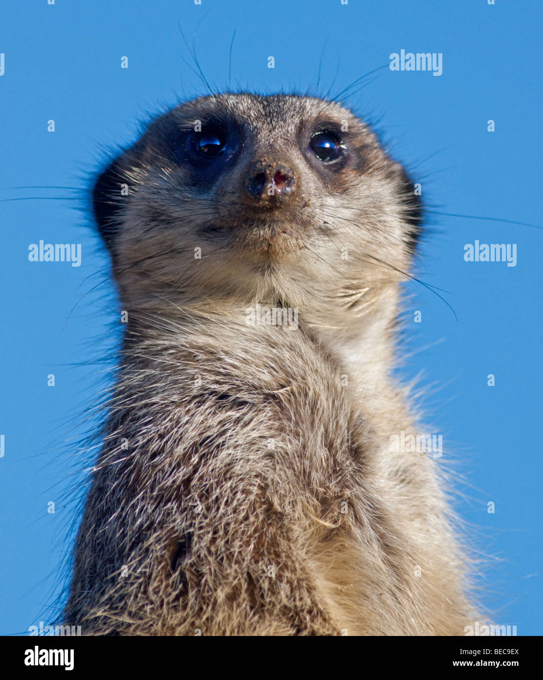 Slender Tailed Meerkat (suricata suricatta) portrait Stock Photo - Alamy