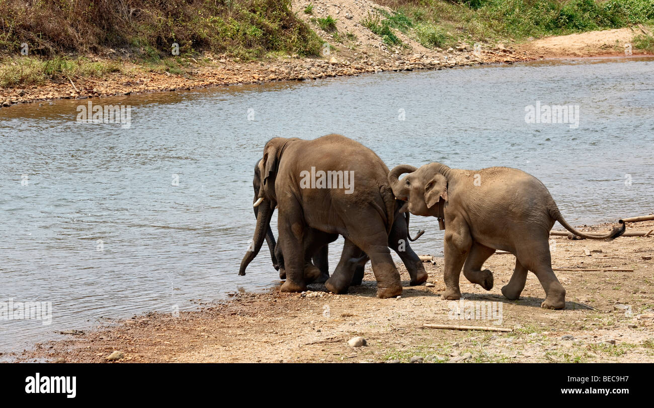 Young elephant pushing an other one into the river. Horizontal Stock ...