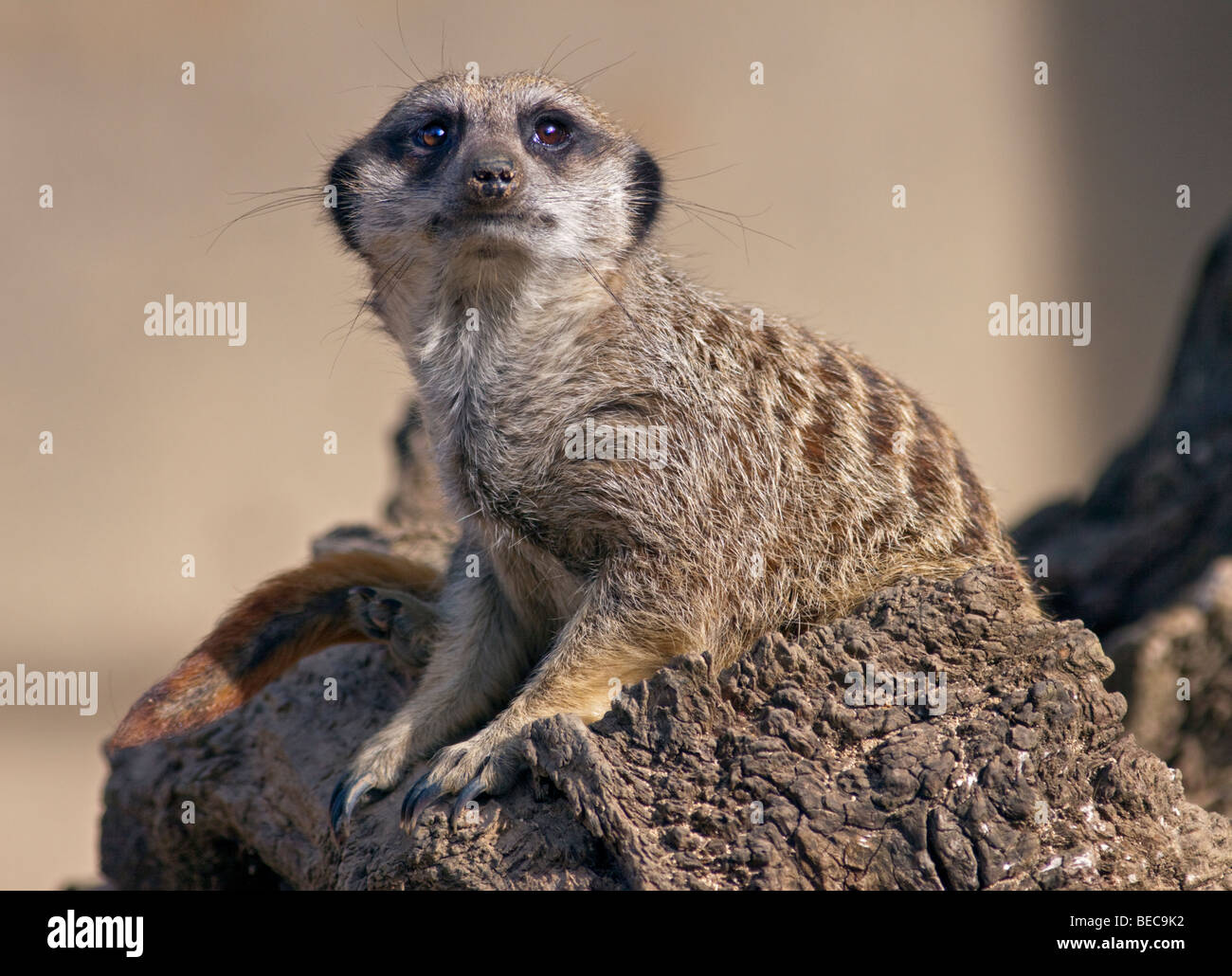 Slender Tailed Meerkat (suricata suricatta Stock Photo - Alamy