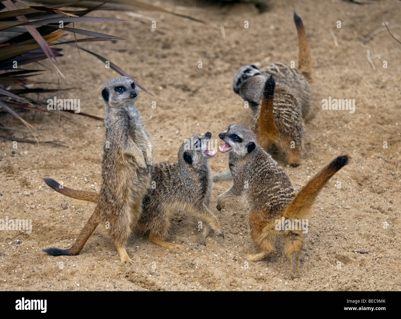 Group of Slender Tailed Meerkats (suricata suricatta) play fighting ...