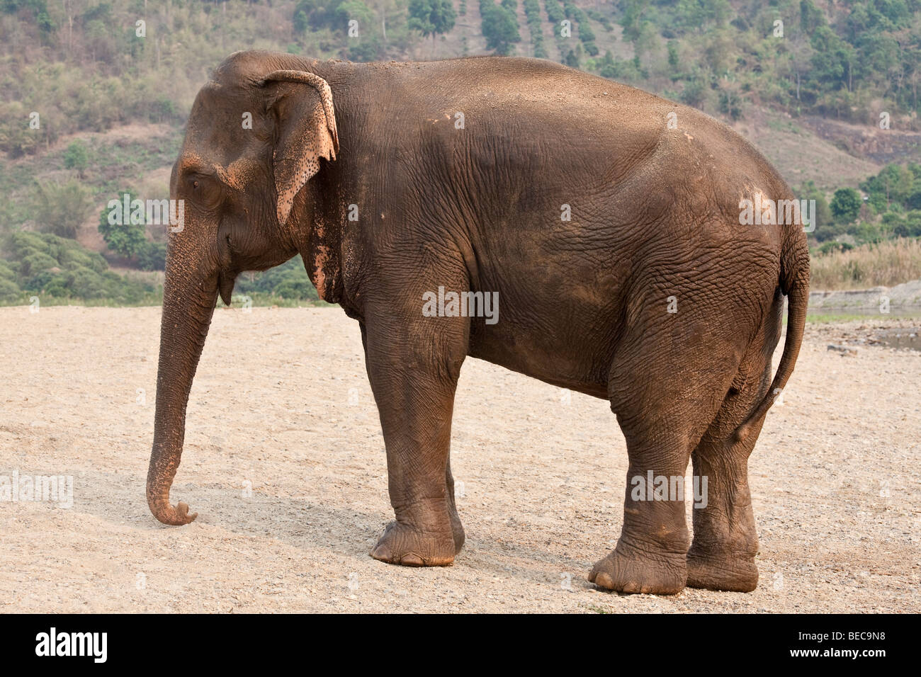 Profile shot of an adult elephant. Horizontal Stock Photo - Alamy