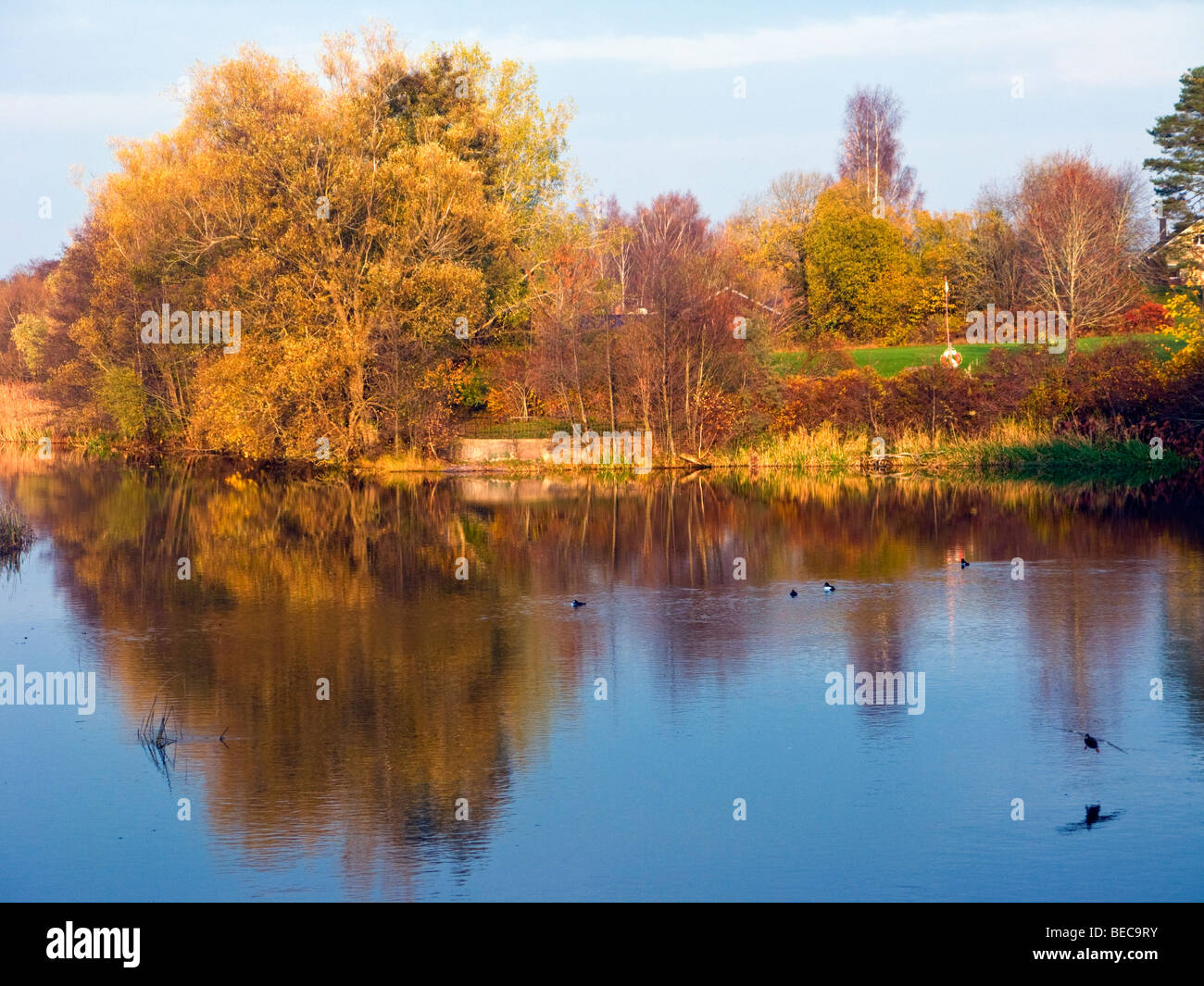 Yellow leaves trees hi-res stock photography and images - Alamy
