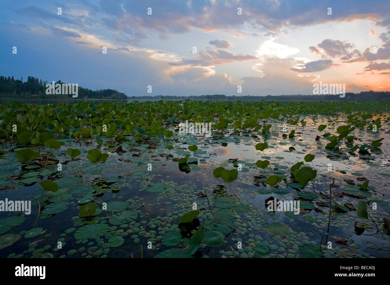 Lotus plants. Manasbal Lake. Kashmir. India Stock Photo - Alamy