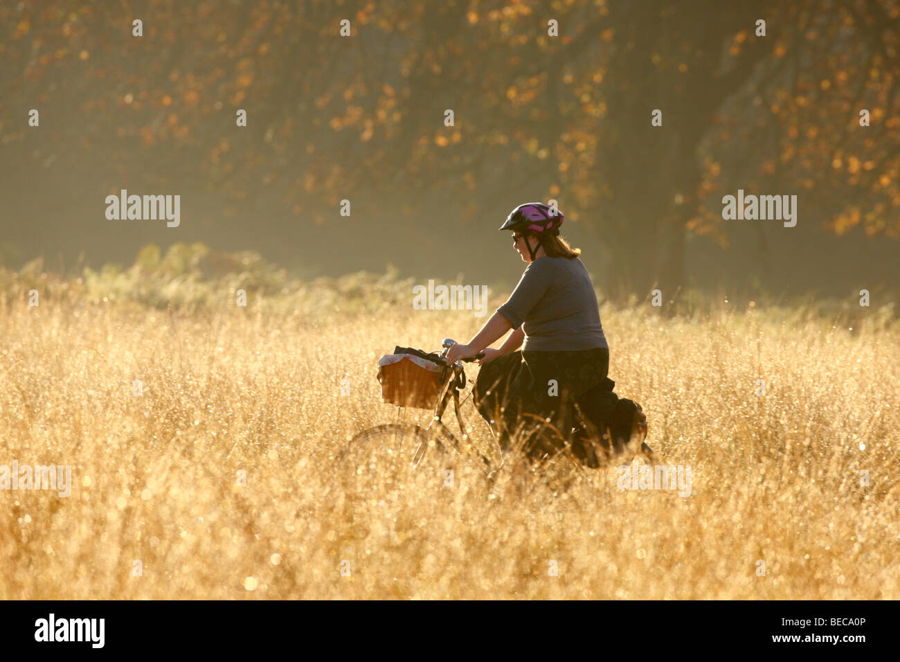 person riding bike in Richmond park early morning Stock Photo - Alamy