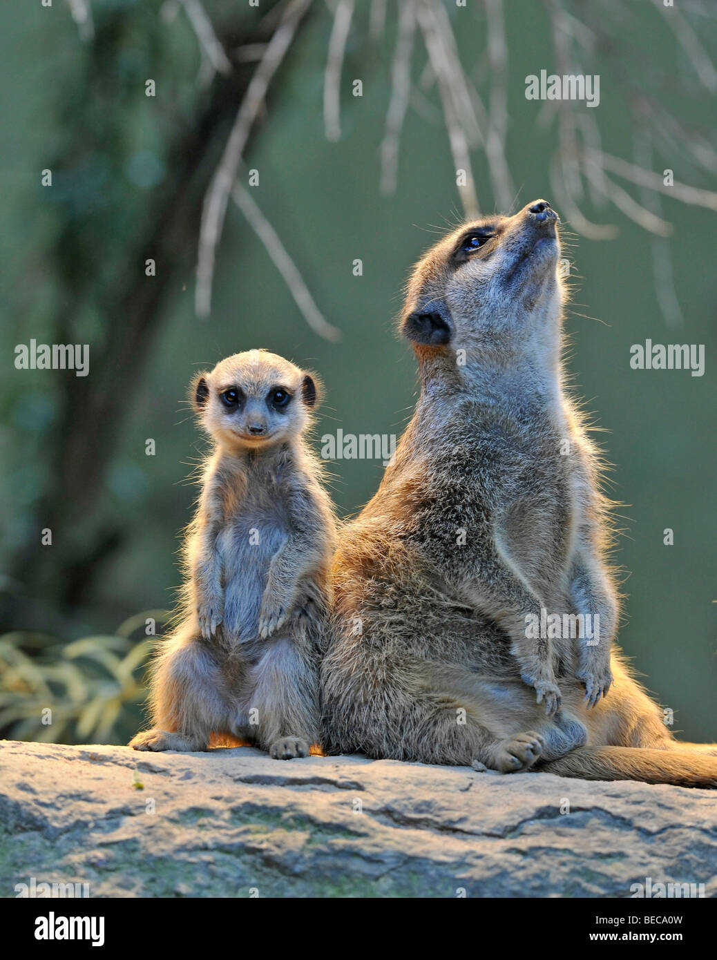 Adult adults animal animal hi-res stock photography and images - Alamy