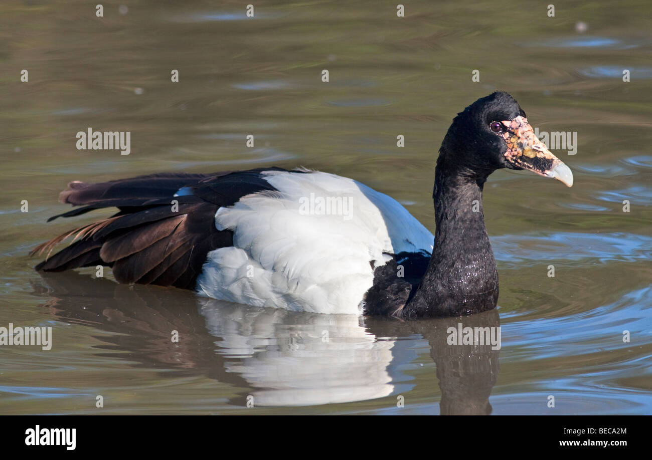 Magpie goose hi-res stock photography and images - Alamy