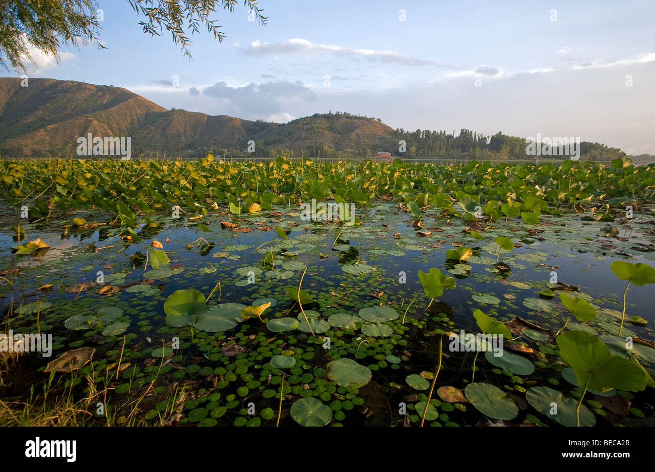 Lotus plants. Manasbal Lake. Kashmir. India Stock Photo - Alamy