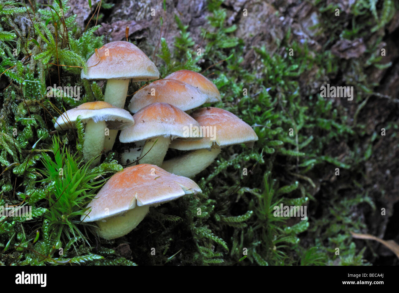 Sulphur Tuft (Hypholoma fasciculare Stock Photo - Alamy