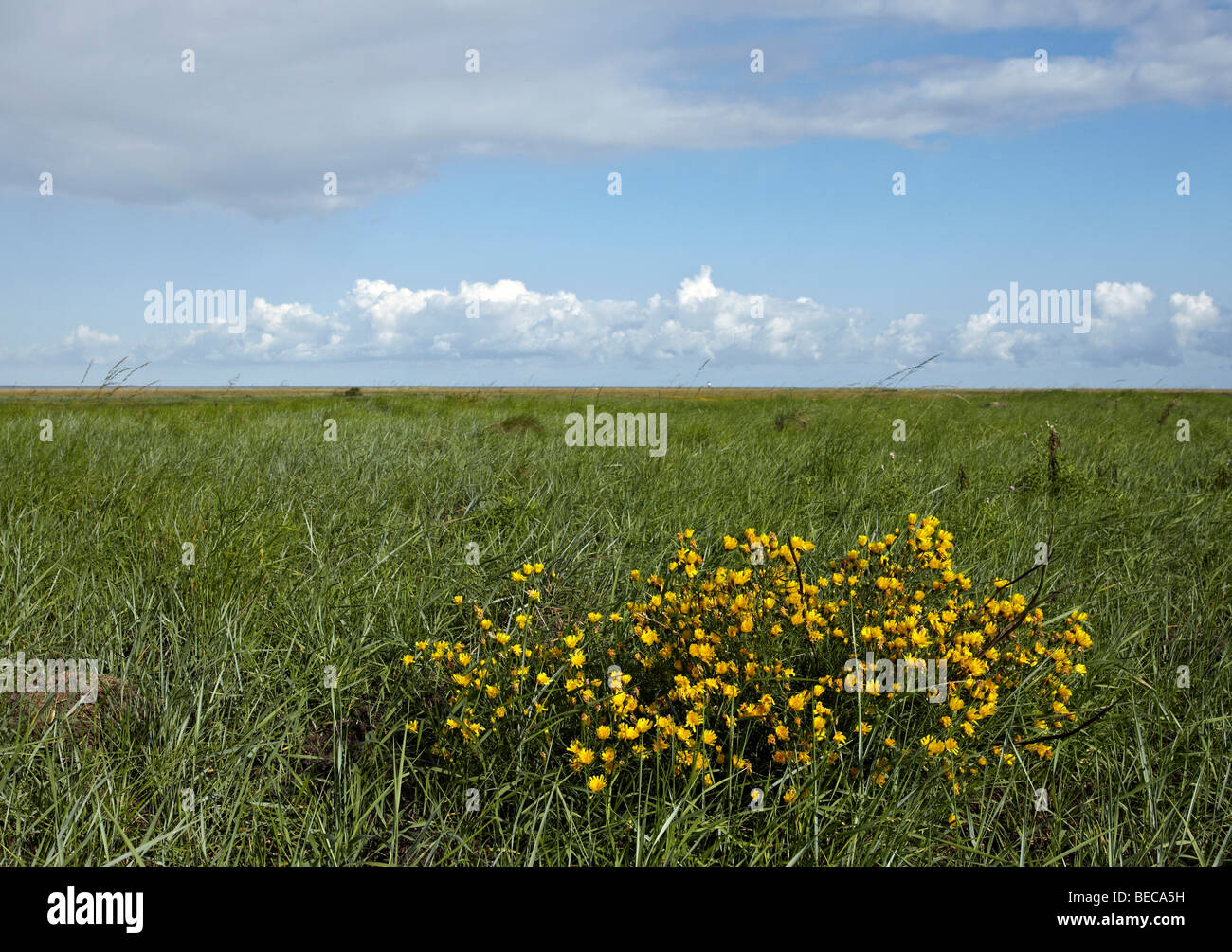 Salt marsh, Mellum Island, Lower Saxony Wadden Sea National Park ...
