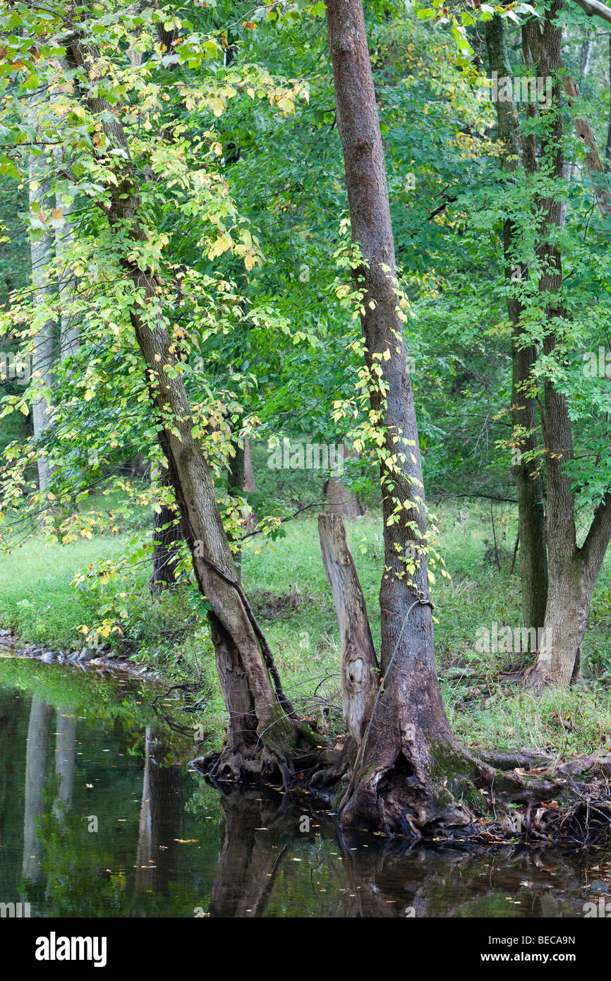 Trees along a river bank with their leaves turning into autumn colour ...