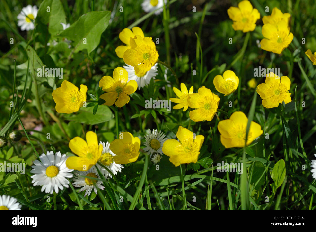 Buttercup (Ranunculus acris) in a meadow Stock Photo - Alamy