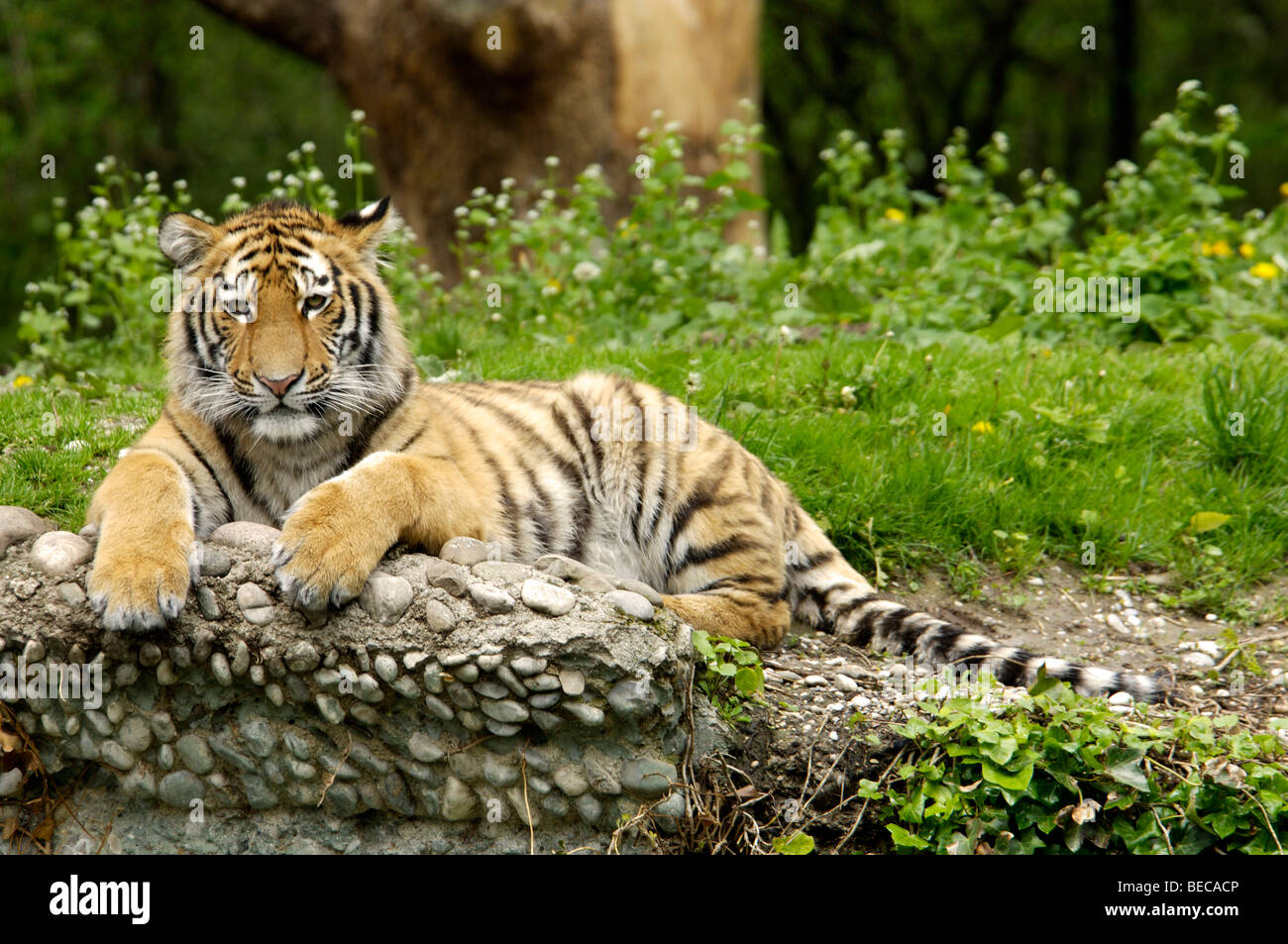 Siberian Tiger (Panthera tigris), Hellabrunn Zoo, Munich, Upper Bavaria ...