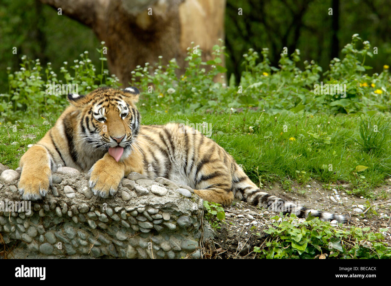 Siberian Tiger (Panthera tigris), Hellabrunn Zoo, Munich, Upper Bavaria ...