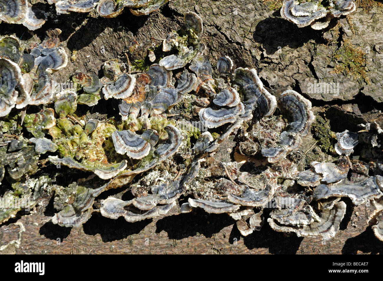 Fungus fills frame hi-res stock photography and images - Alamy