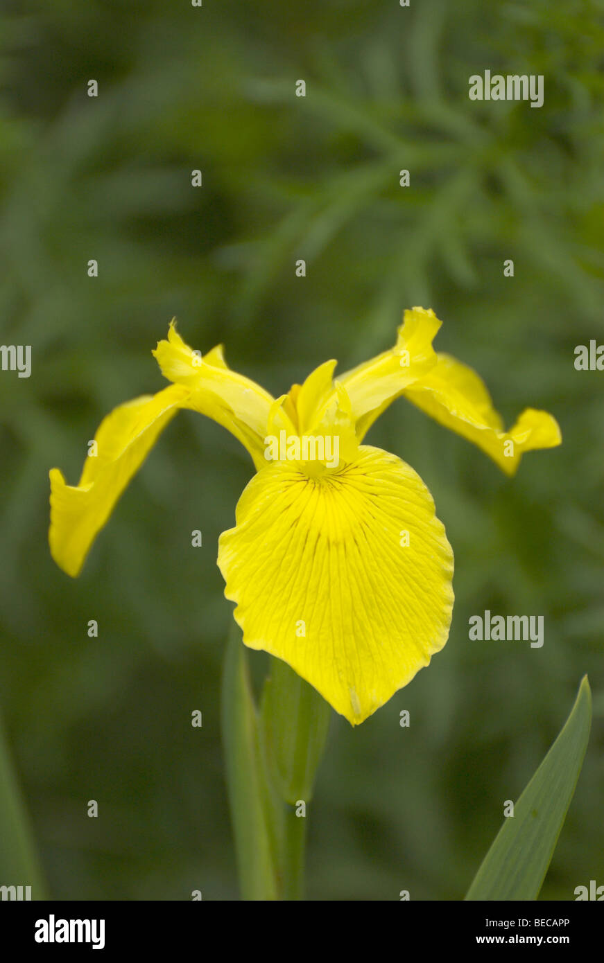 Yellow Iris (Iris pseudacorus Stock Photo - Alamy