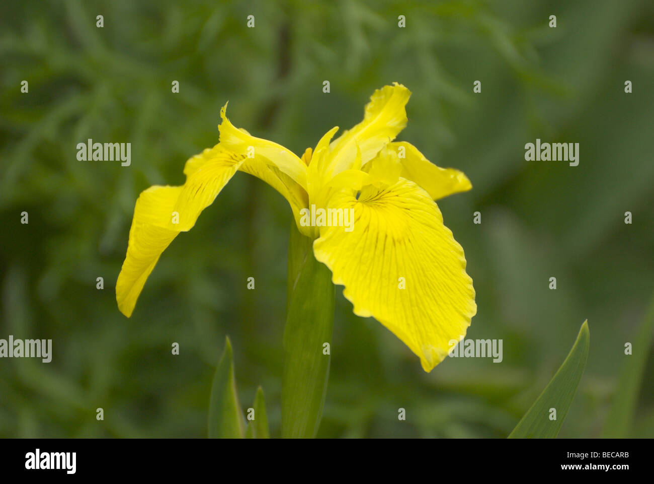Yellow Iris (Iris pseudacorus Stock Photo - Alamy