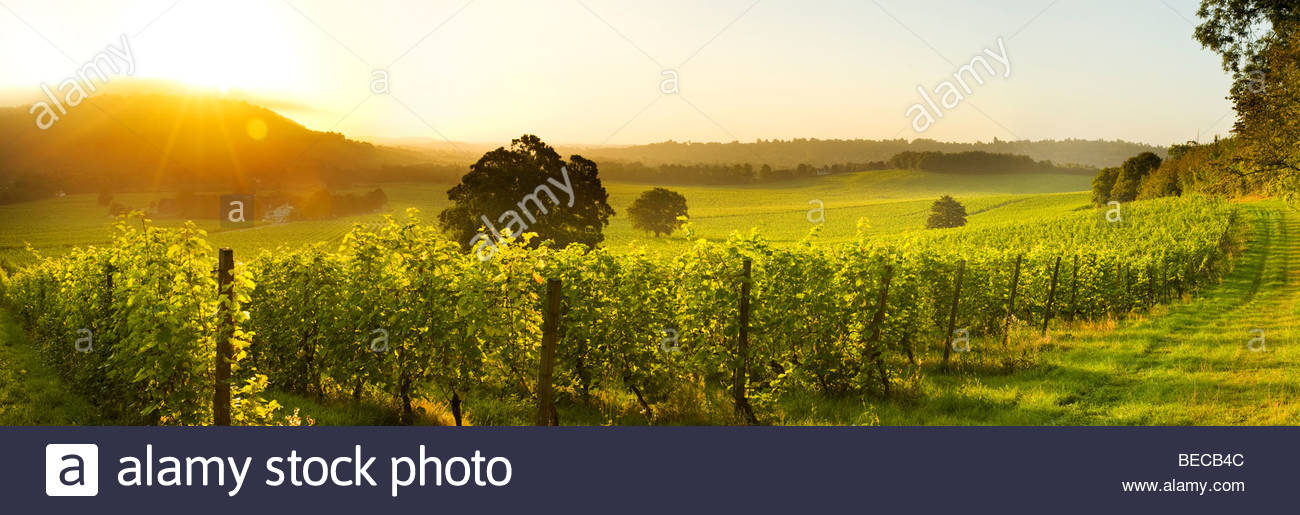 Denbies Estate Vineyard High Resolution Stock Photography and Images ...