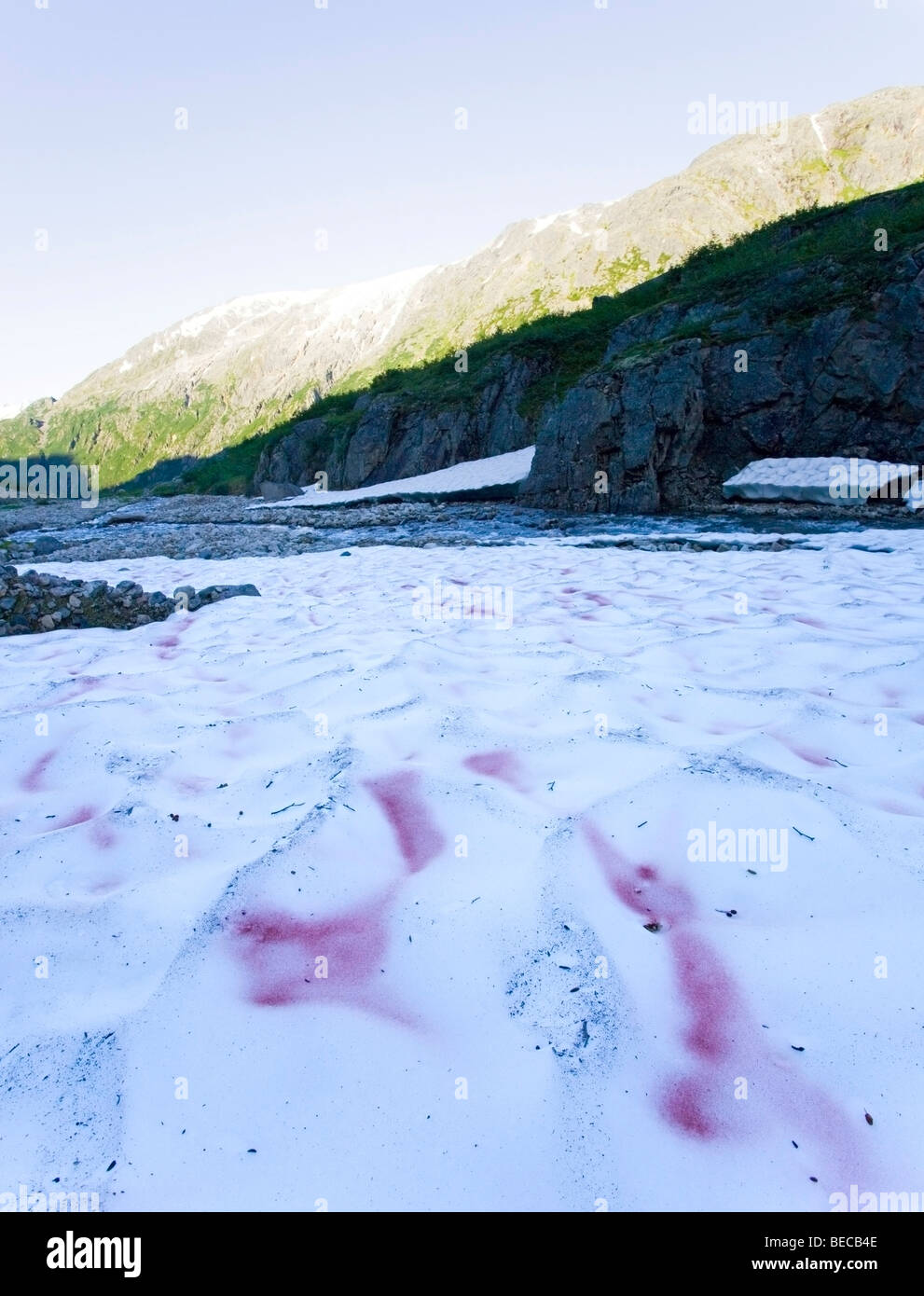Red snow algae, Watermelon snow (Chlamydomonas nivalis), Chloromonas ...
