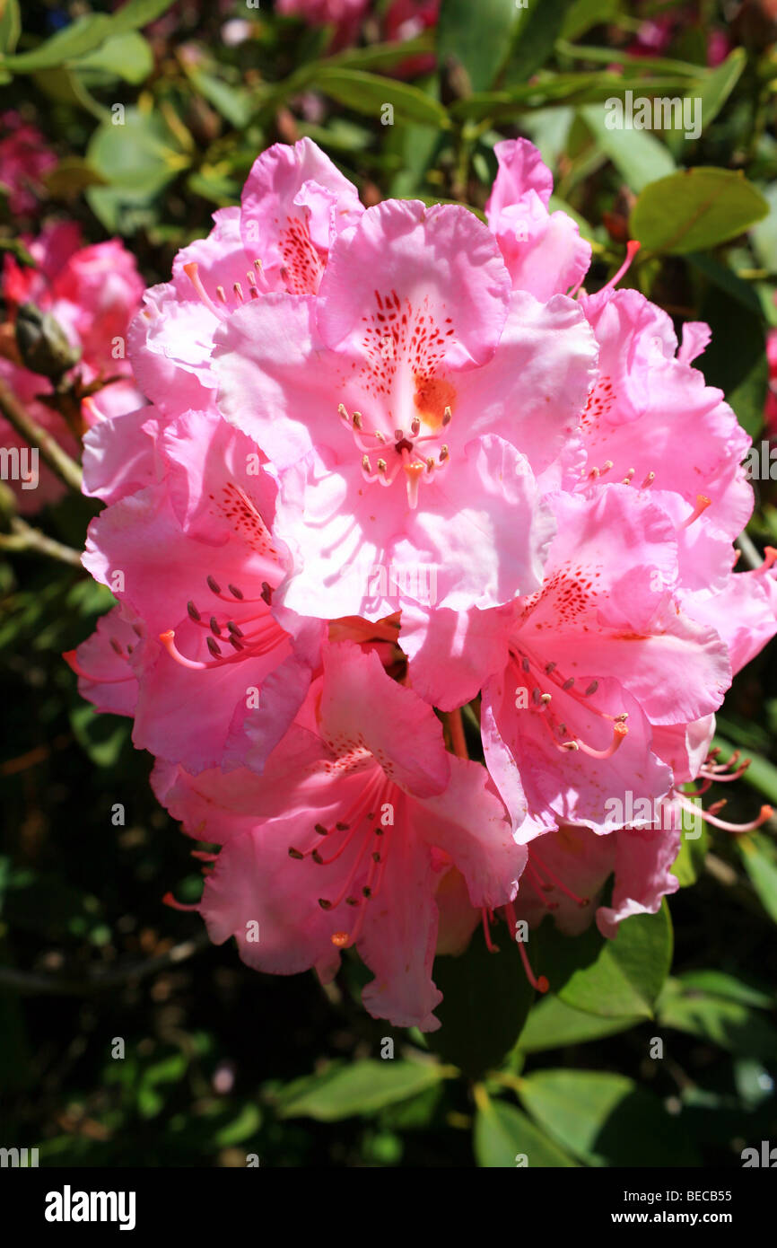 pink Rhododendron flower Stock Photo - Alamy