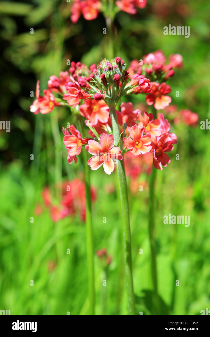spring flowers, Saltwood, Folkestone, Kent, England, Europe Stock Photo ...