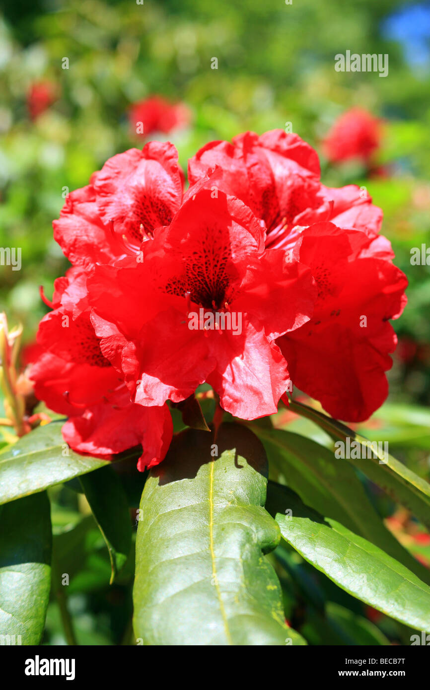 Red rhododendron flower hi-res stock photography and images - Alamy