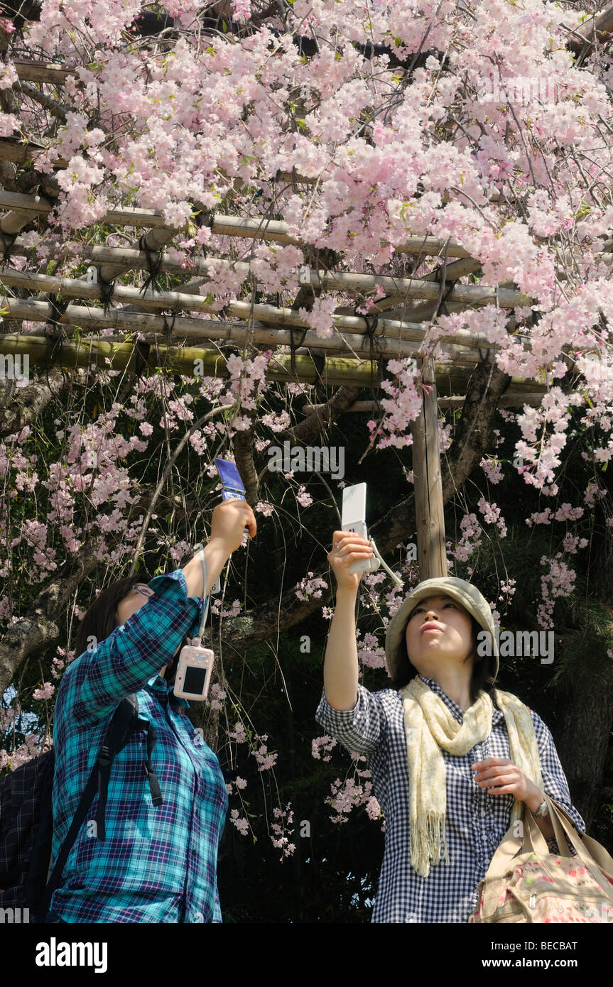 Taking photos of cherry trees hi-res stock photography and images - Alamy