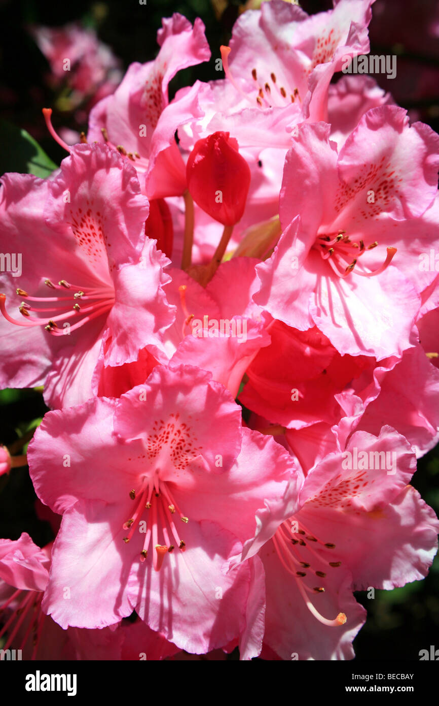 Pink Rhododendron flower Stock Photo - Alamy