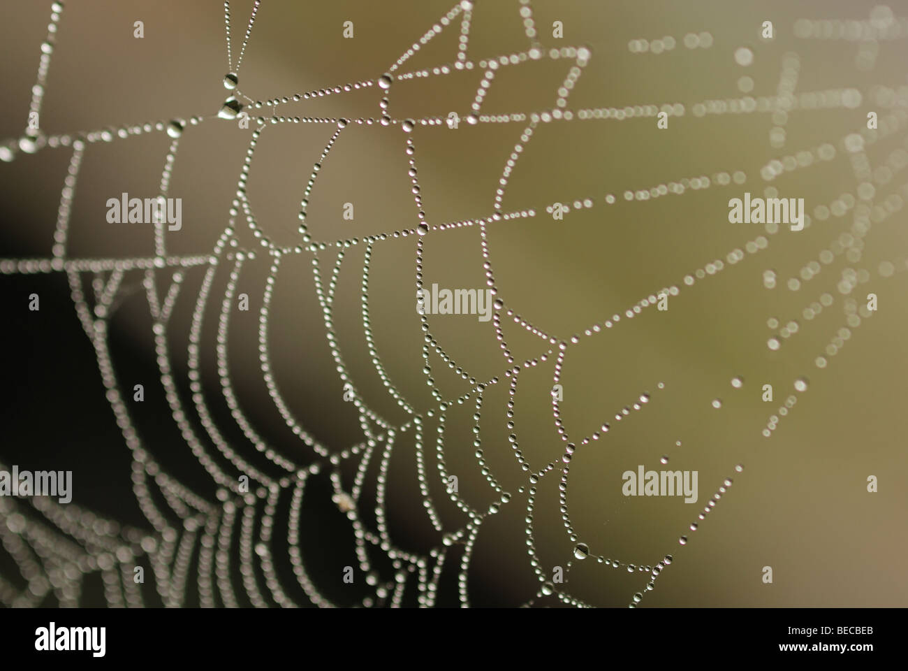 Web of a spider with dew Stock Photo - Alamy