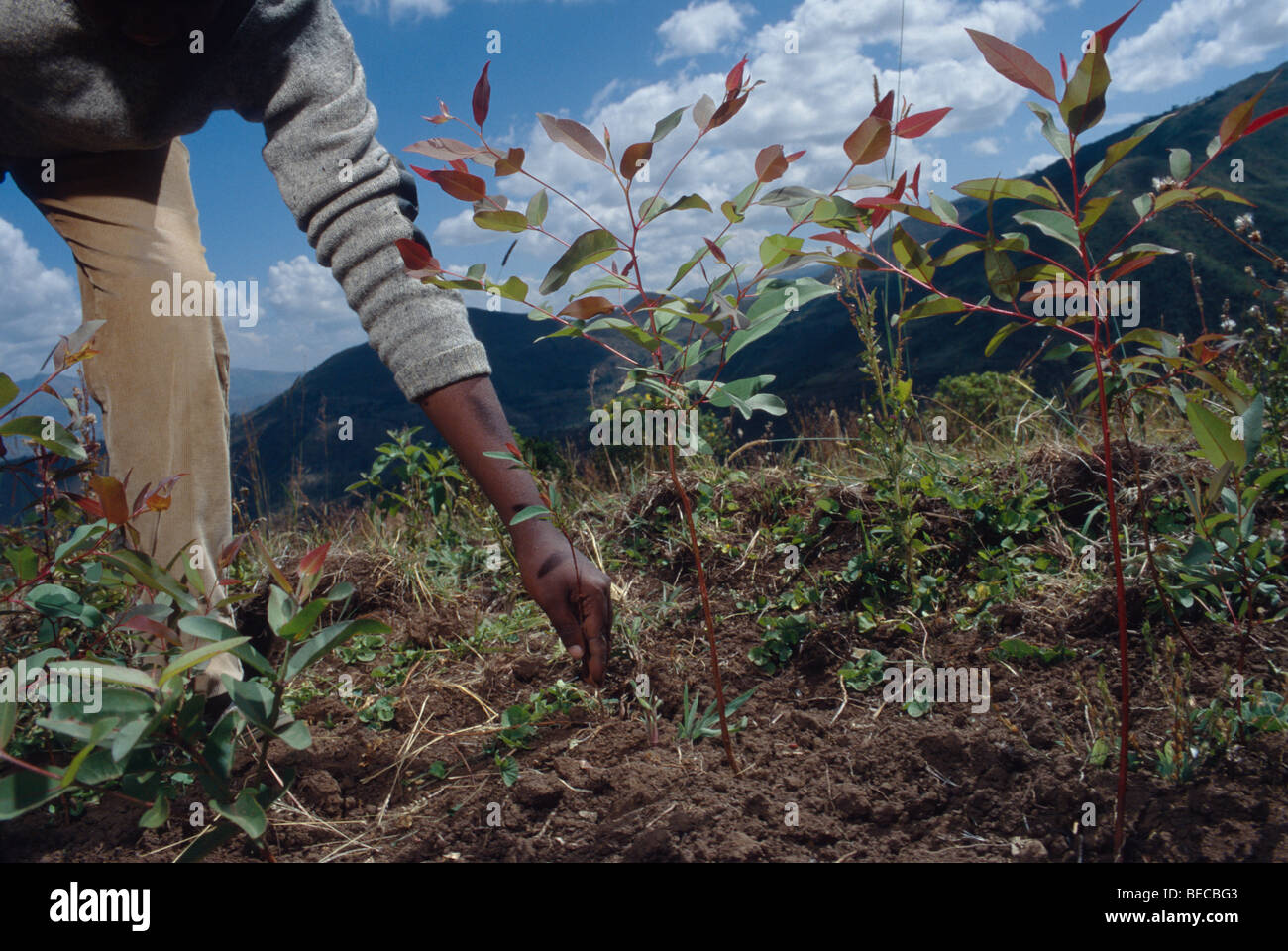 Ethiopia tree planting hi-res stock photography and images - Alamy