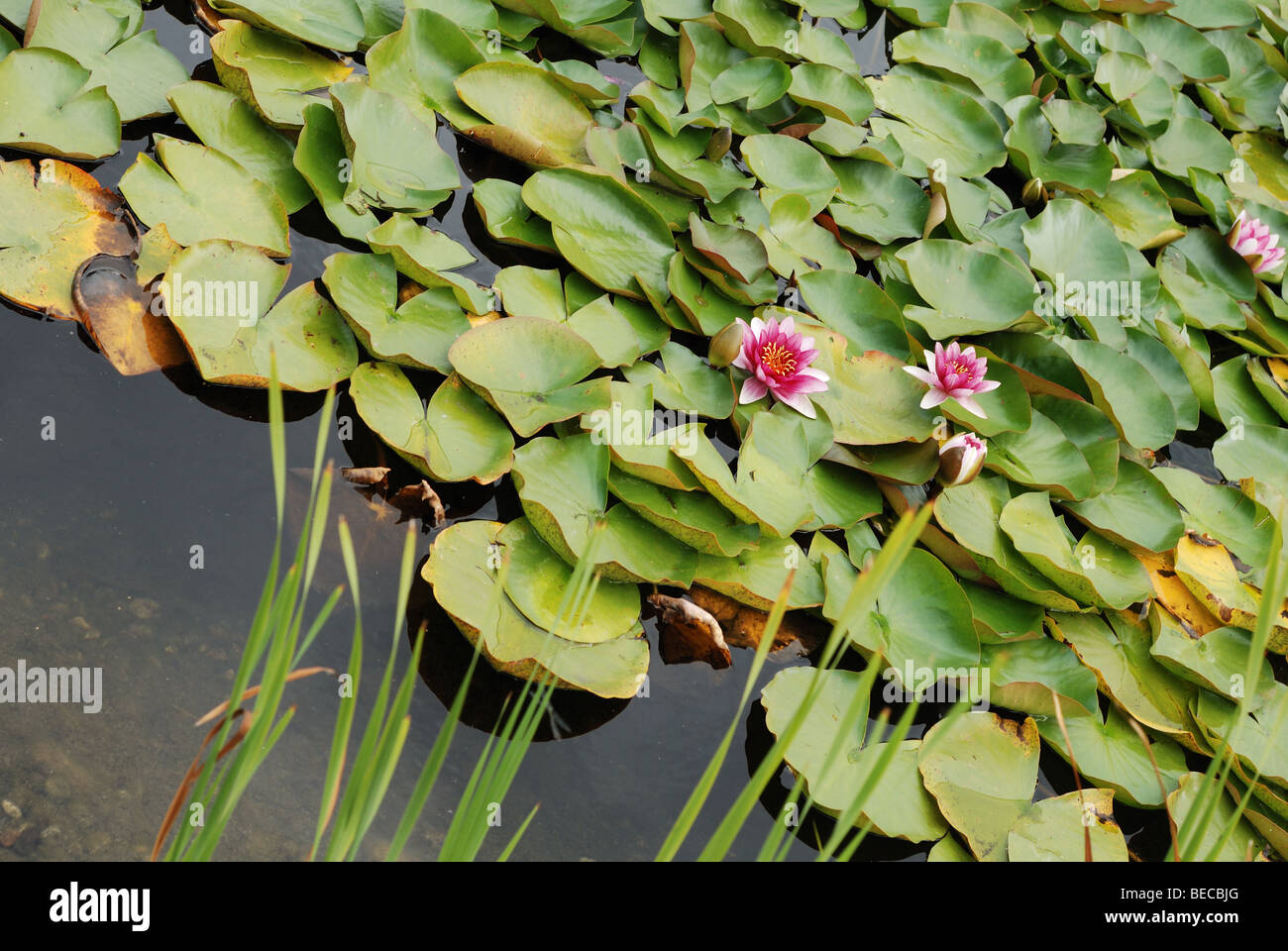 Blooming water lilies in a lake Stock Photo - Alamy