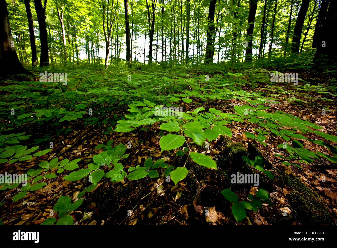 Floor of the forest hi-res stock photography and images - Alamy