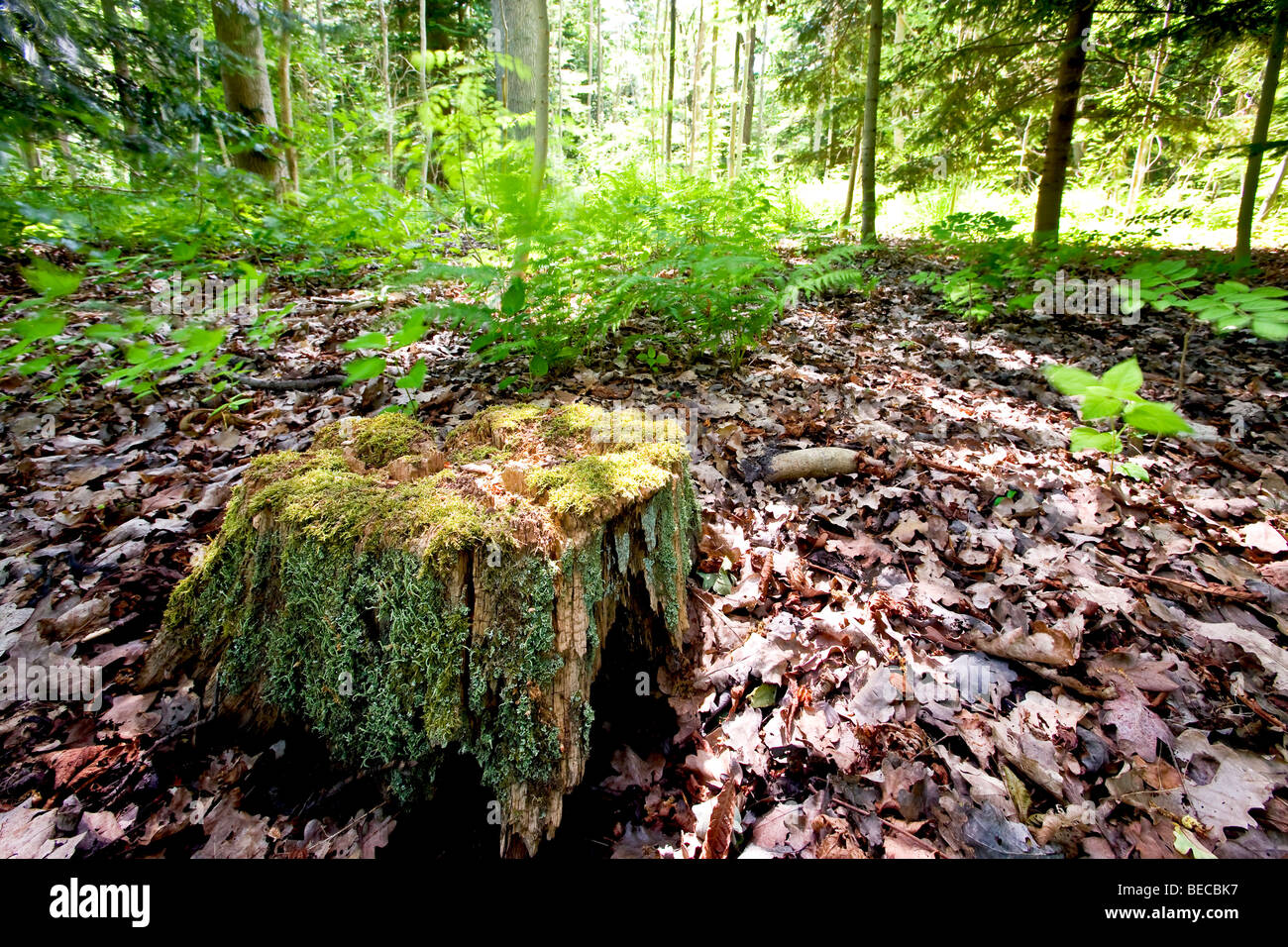 Tree stumps on floor hi-res stock photography and images - Alamy