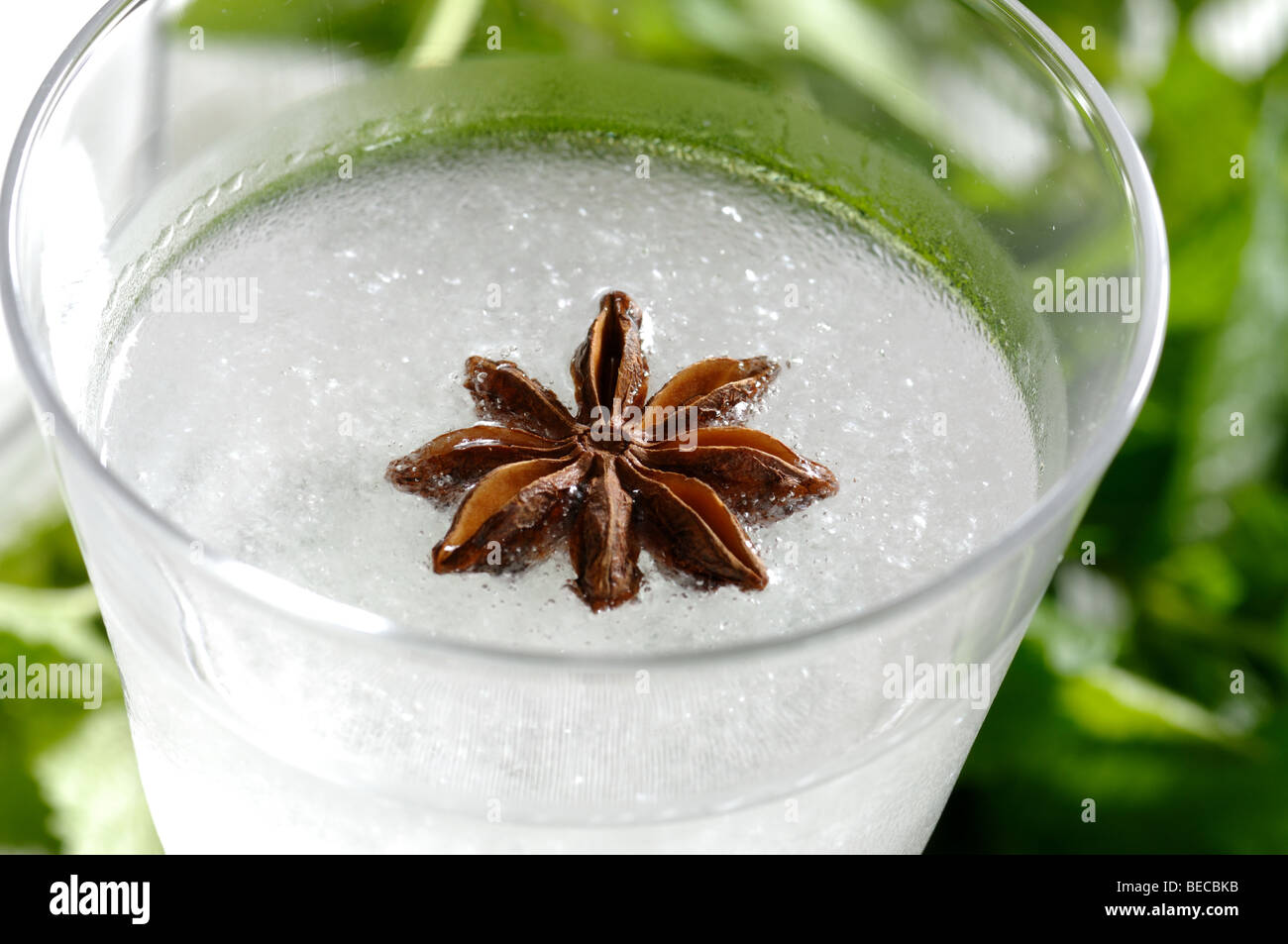 Zloseup of a chilled ouso with aniseed Stock Photo - Alamy