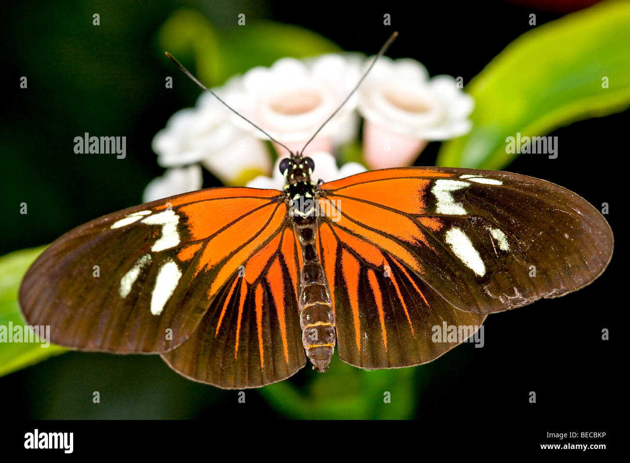 Heliconius butterflies hi-res stock photography and images - Alamy