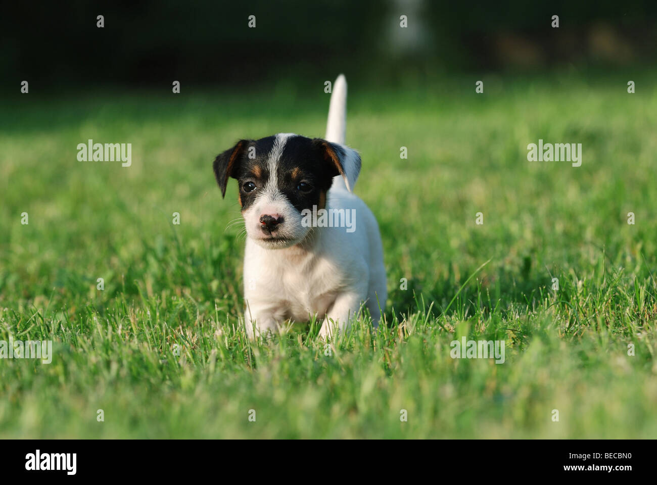 Jack Russell Terrier puppy portrait in the garden Stock Photo - Alamy