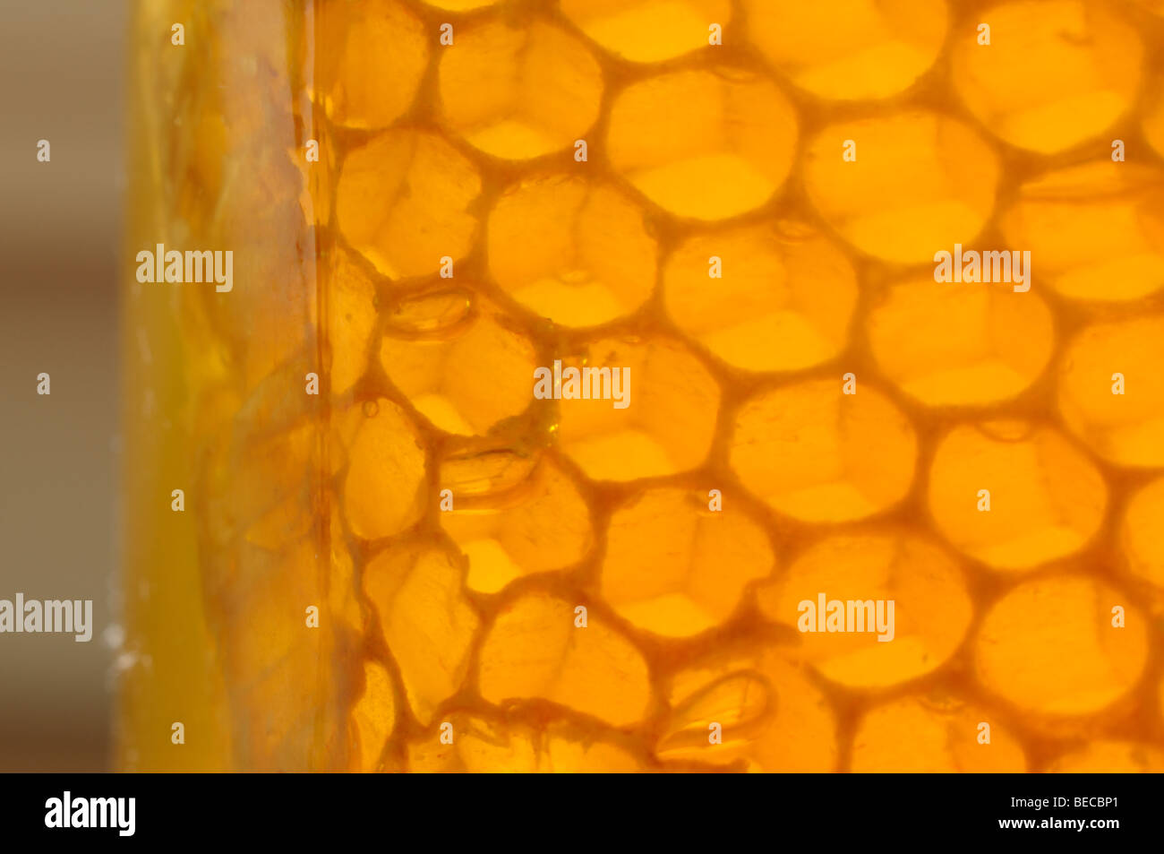 Comb cell hi-res stock photography and images - Alamy