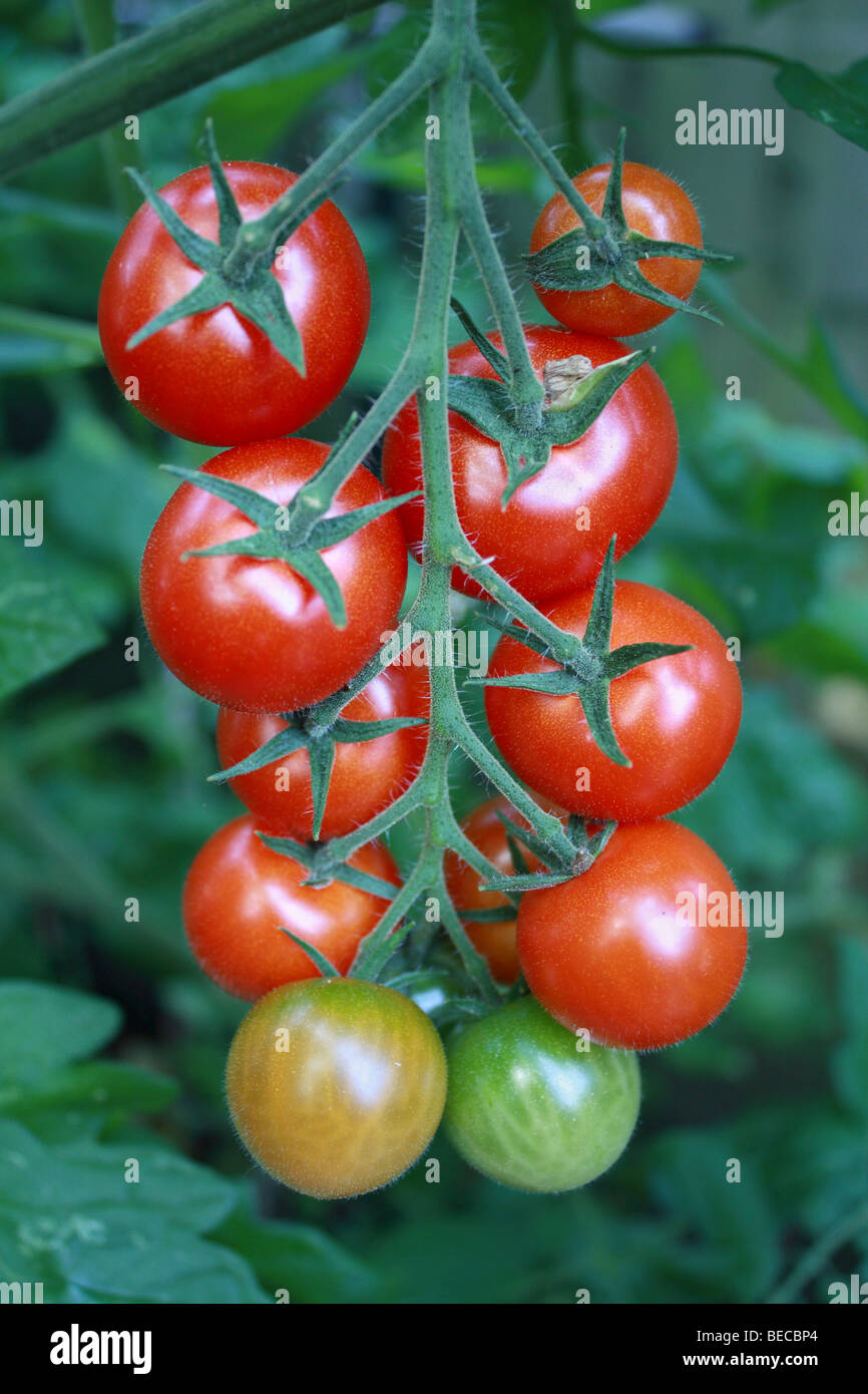 Gardener's delight tomatoes garden hi-res stock photography and images ...