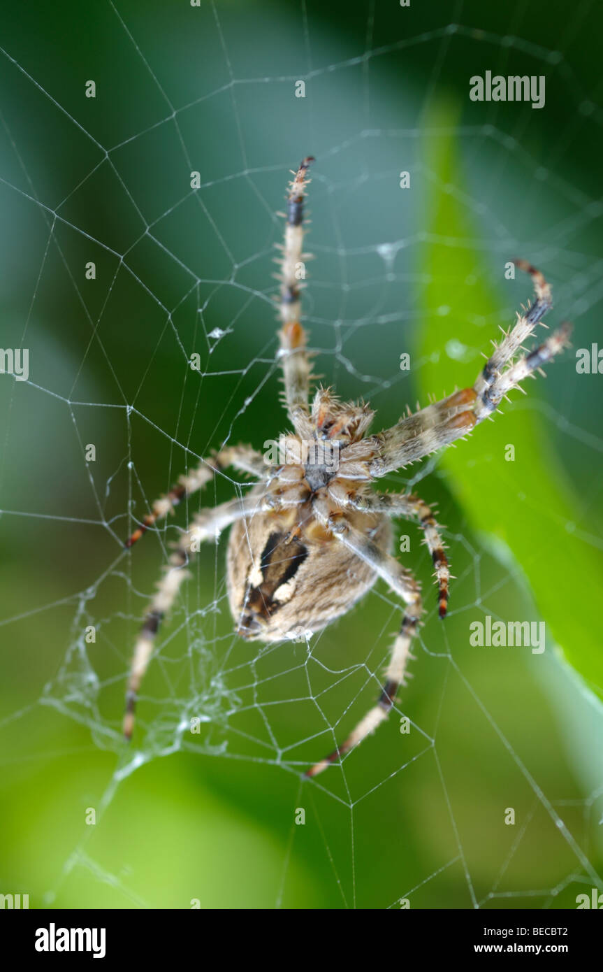 Small spider net in hi-res stock photography and images - Alamy