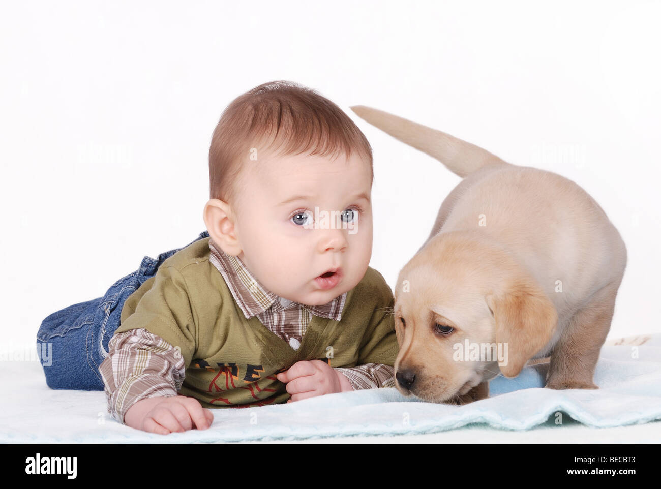 Baby and little yellow labrador retriever puppy portrait Stock Photo ...