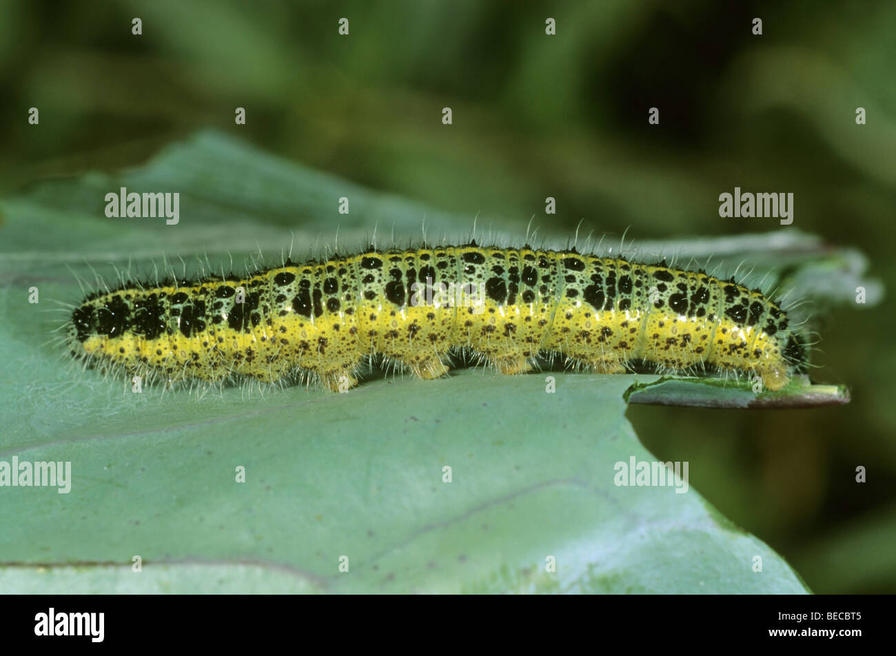 Pieris Brassicae Caterpillar High Resolution Stock Photography and ...