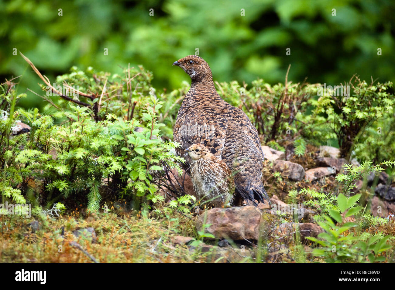 Spruce Grouse (Falcipennis canadensis franklinii), female with chick ...